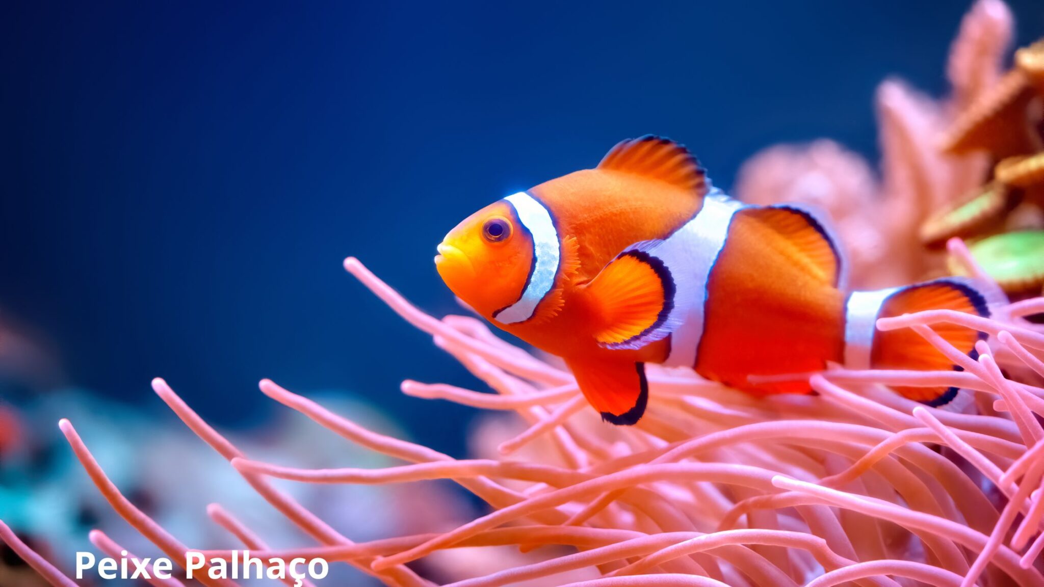 O Fascinante Peixe-Palhaço: Características, Cuidados e Convívio no ...