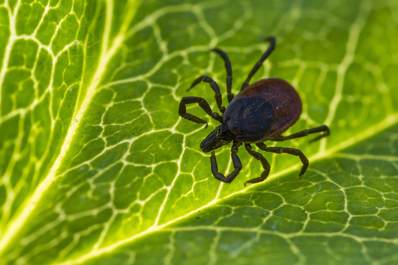 Doença de Lyme: Transmissão, Causas, Sintomas em Cães e Humanos ...